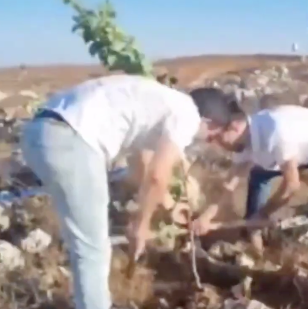 Celebrating Tu BiShvat: Tree Planting Initiative Strengthens Jewish ...